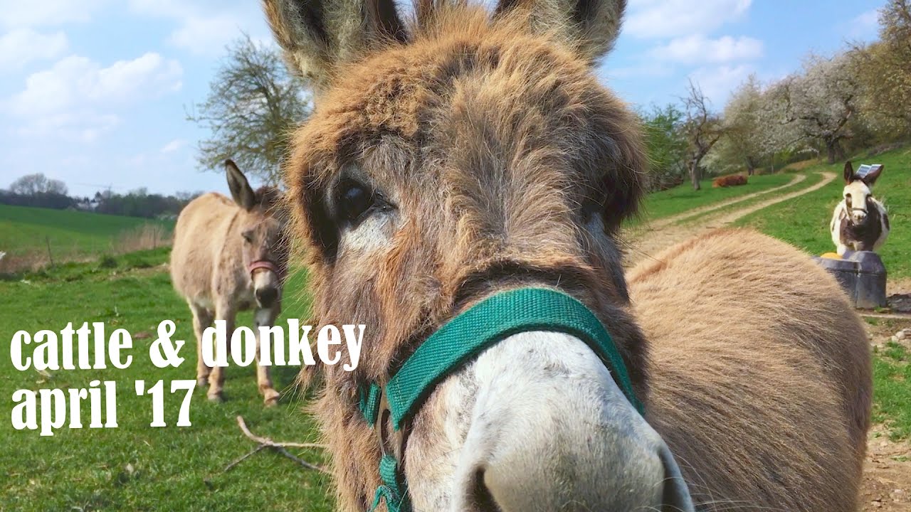 cattle & donkey April '17 - YouTube