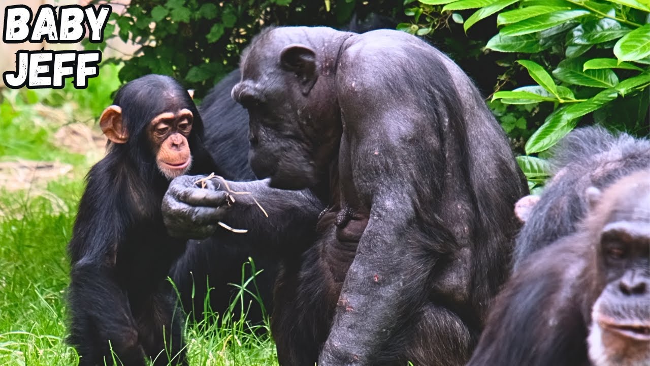 Feeding Time Fun With Baby Chimpanzee Jeff! - YouTube
