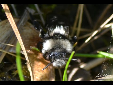 Grey ashy mining bee emerging from greenpaulines the uncut lawn. Latin ...