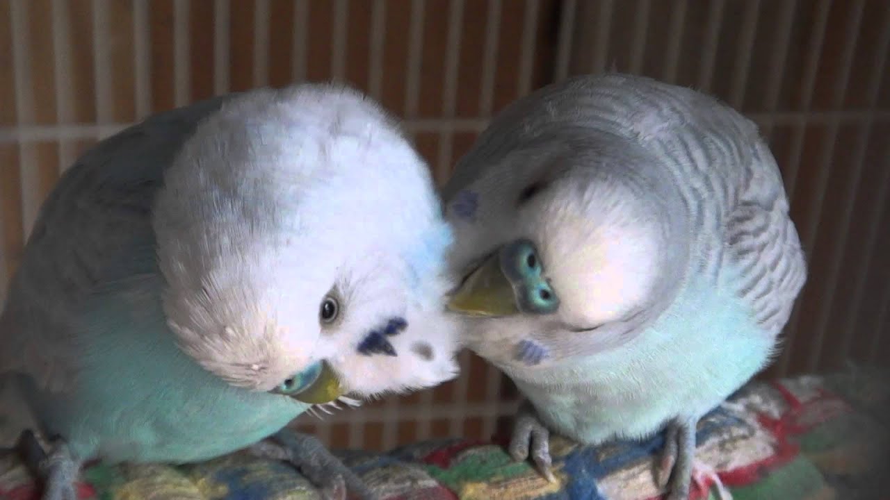 Male Budgies/Parakeets Preening - YouTube