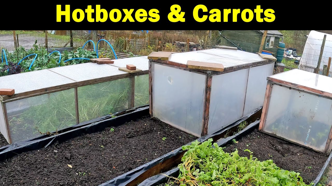 Hotbox Answers | Carrot Harvest | Carrot Storage | Green Side Up - YouTube