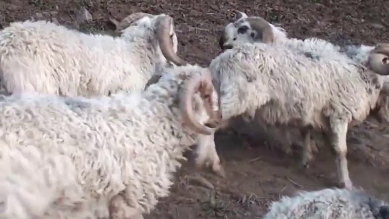 PELEA DE CARNEROS DURANTE EL APAREAMIENTO - YouTube