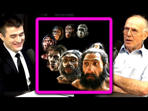What Are The Similarities Between Chimpanzee And Man