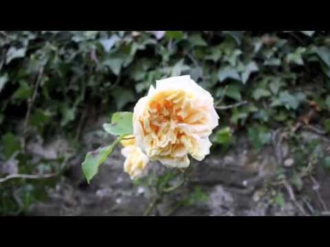 'Out Of Control' - Interview with playwright Maria Ann Hylton - YouTube