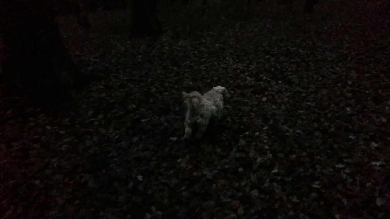WW2 Soldier ghost ? captured in woods - YouTube