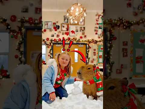 Emma’s Snow Prank Backfires… Cappy Gets All the Praise! #capybara