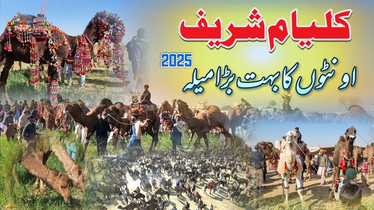 Kalyam Sharif mela 2025 | Biggest camel mela in world | Famous Mela ...
