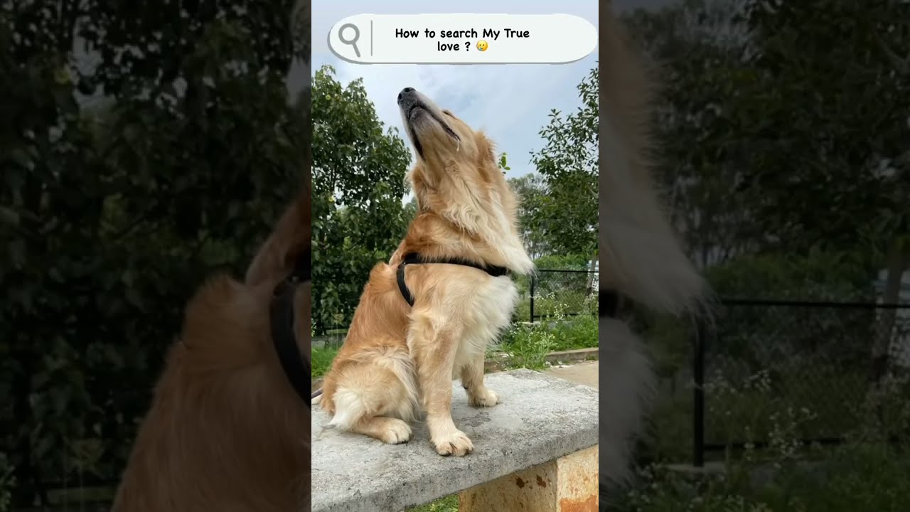 Will Buzzo FInd His True Love on Petamiko App? | #Shorts - YouTube