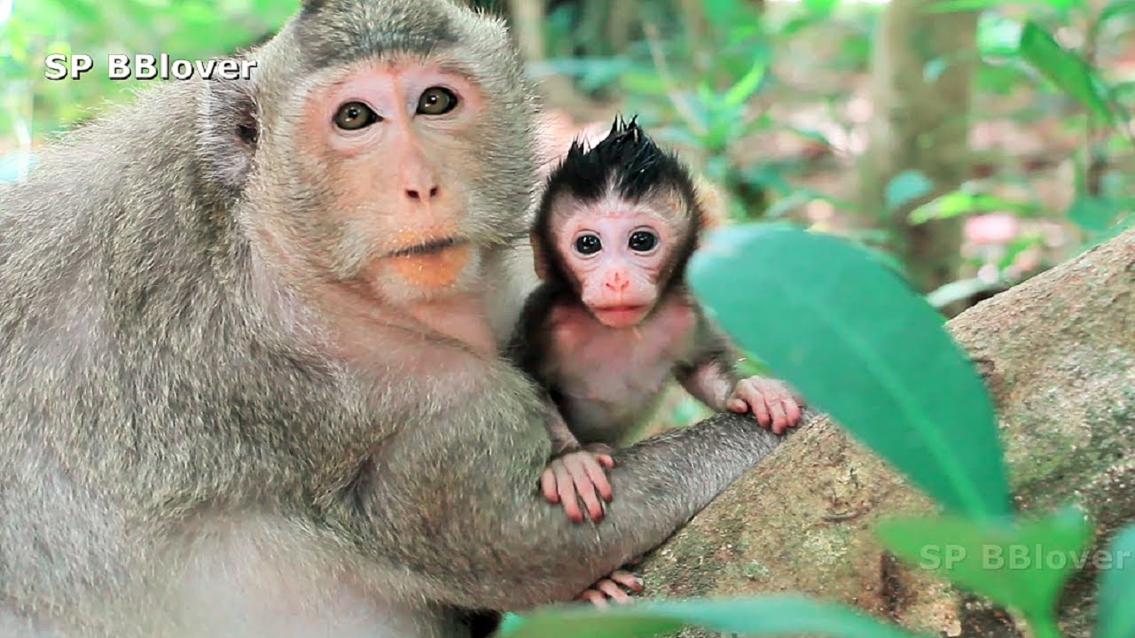 Every Pretty Baby Monkey In The World - BBlove 10 - YouTube