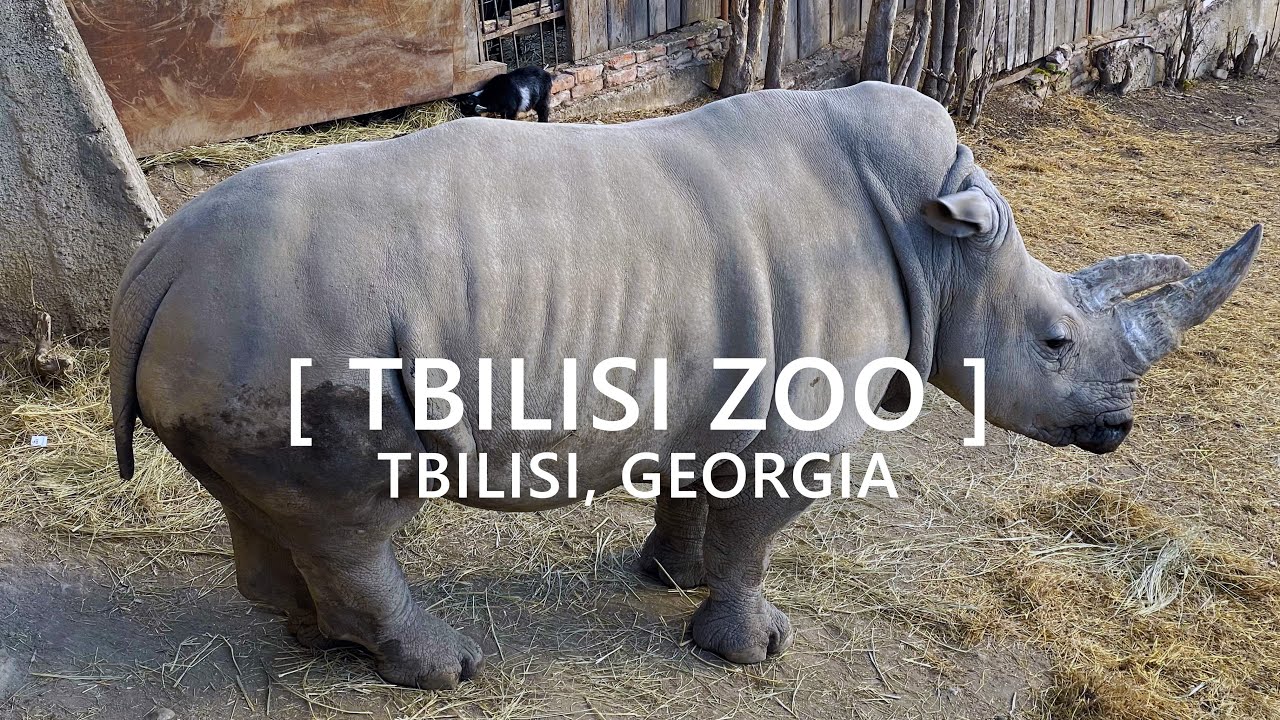 Tbilisi Walks: Tbilisi Zoo - YouTube
