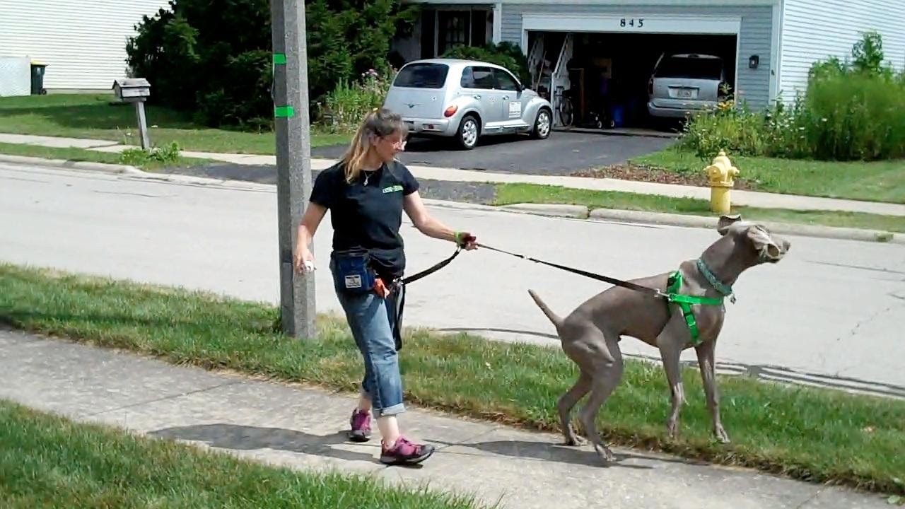 WALKING your dog - preparation - YouTube
