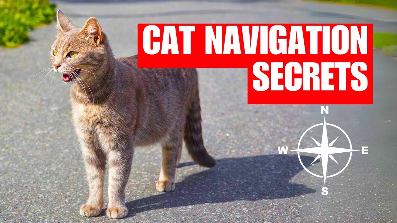4 JAW-DROPPING Ways Your Cat Navigates Home (You’ll Be Amazed!) - YouTube