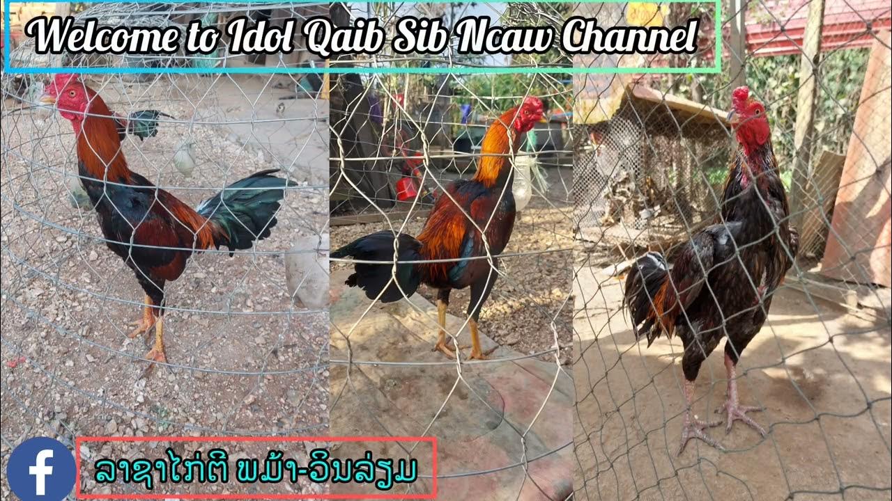 3 Txoj Hauv Kev Qhia Koj mus Xaiv Kom tau Qaib Keej - YouTube