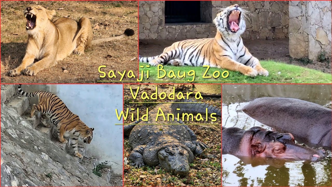 Sayaji Baug Zoo - Kamati Baug Zoo Vadodara - Part 2 - Wild Animals ...