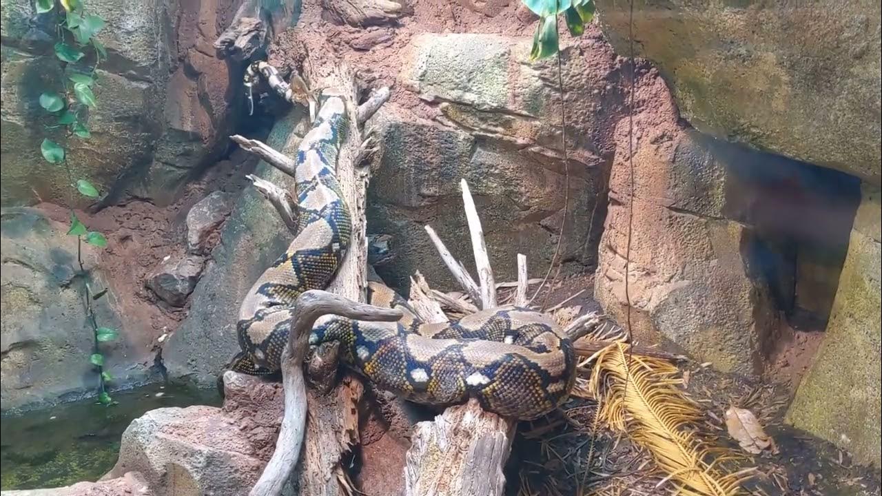 largest reticulated python at the ZOO!!! - YouTube