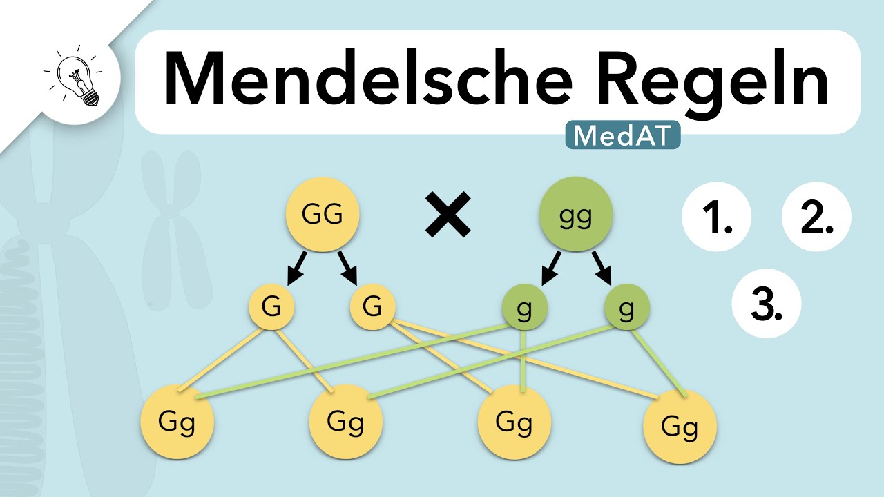 Mendelsche Regeln Genetik MedAT Biologie YouTube mendelsche-regeln-genetik-medat-biologie-youtube