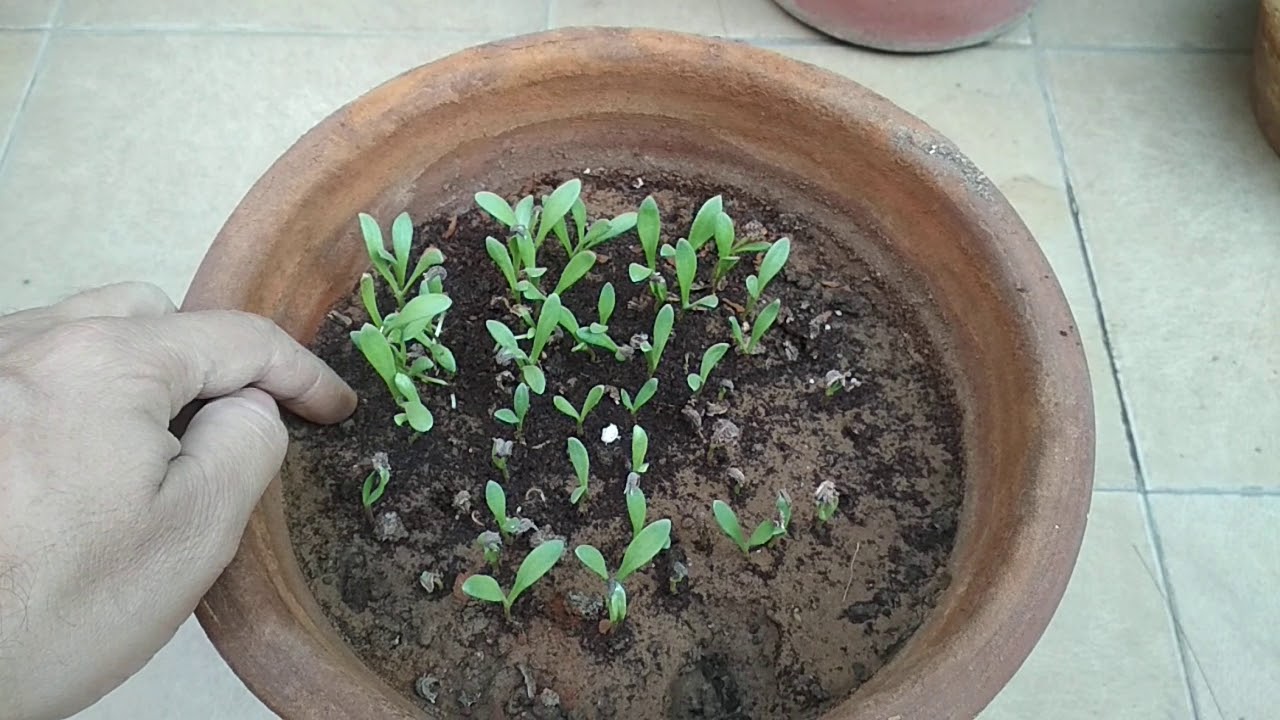 Calendula different variety growing from seeds - YouTube