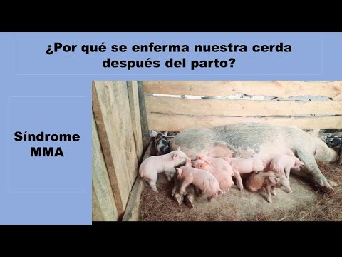 ¿Por qué se enferman las cerdas después del parto? síndrome Metritis, mastitis, agalactia en cerdas.