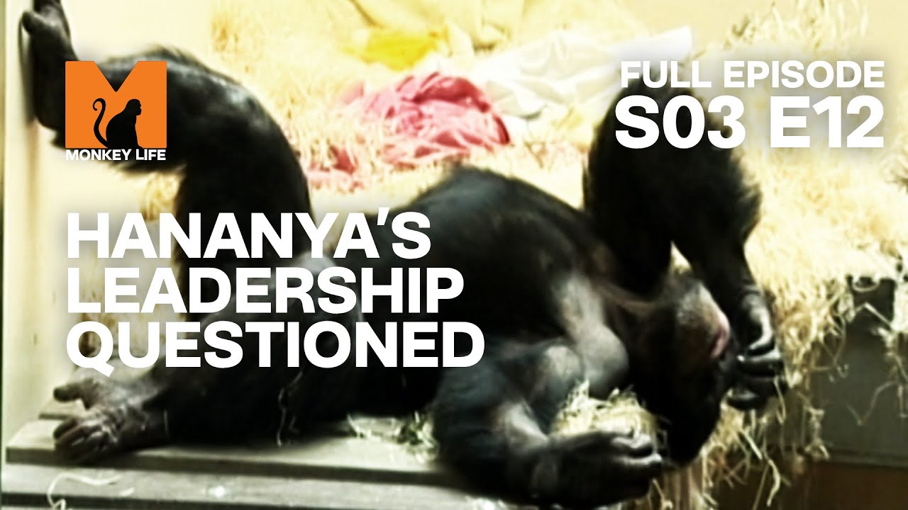 Hananya Recovers | Season 3 Episode 12 | Full Episode | Monkey Life ...