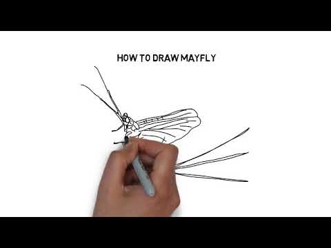 How to draw Mayfly - YouTube