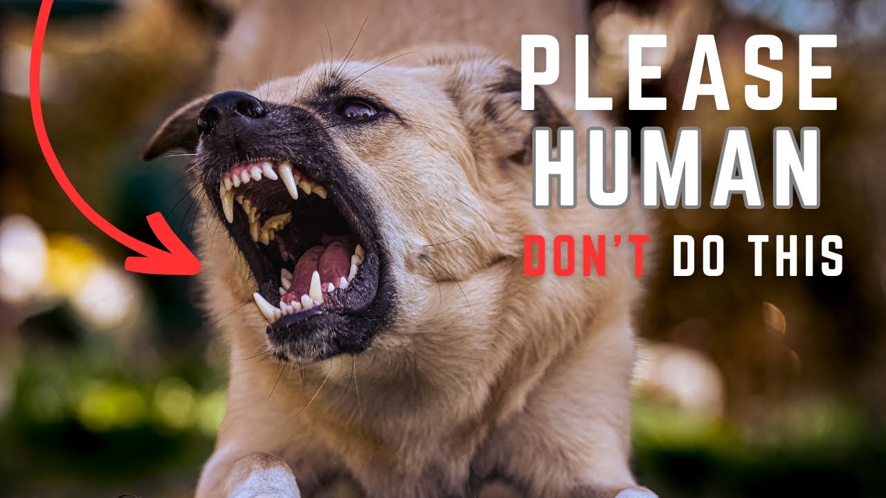 How Well Do You Know Your Dog - 15 Things Dogs Hate That Humans Do ...