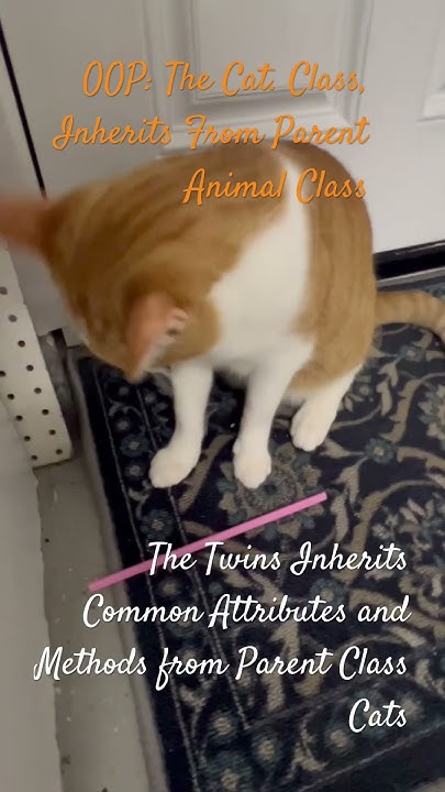 OOP: The Cat. Class, Inherits From Parent Animal Class - YouTube
