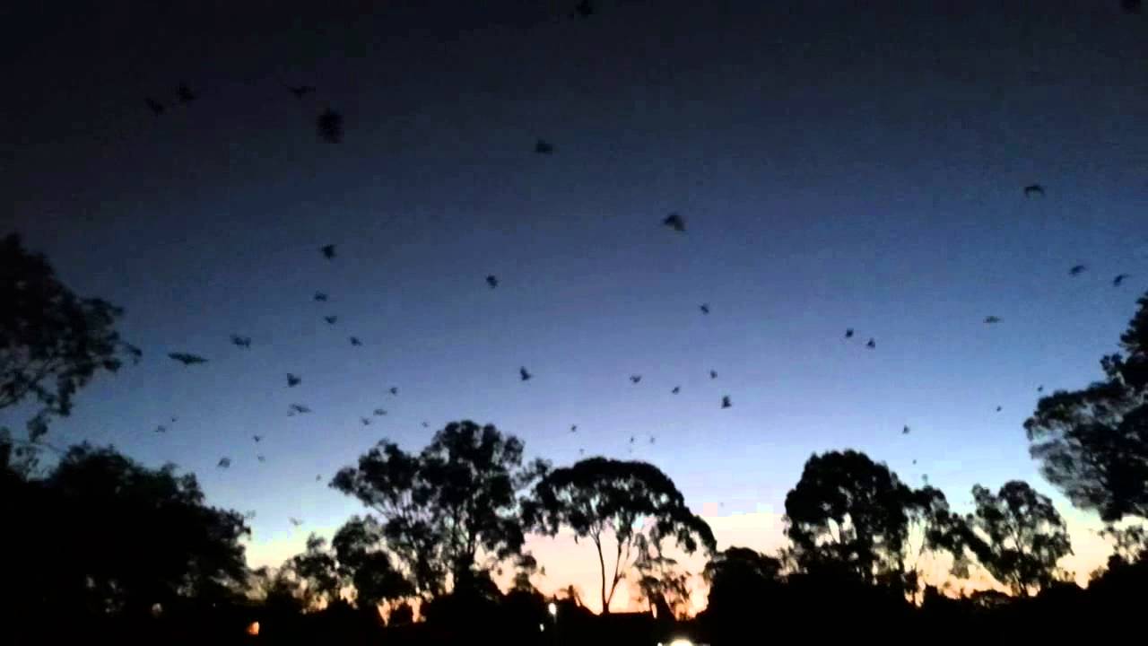 Bats | Megabat local fly out the other night | Flying-fox | Fruit bat ...