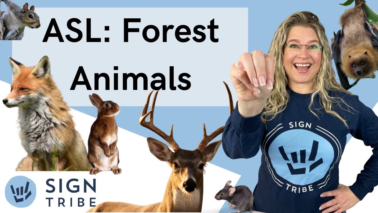 ASL Forest Animals: Deer, Fox, Rabbit, Mouse, Bat, Mouse & More! | Sign ...