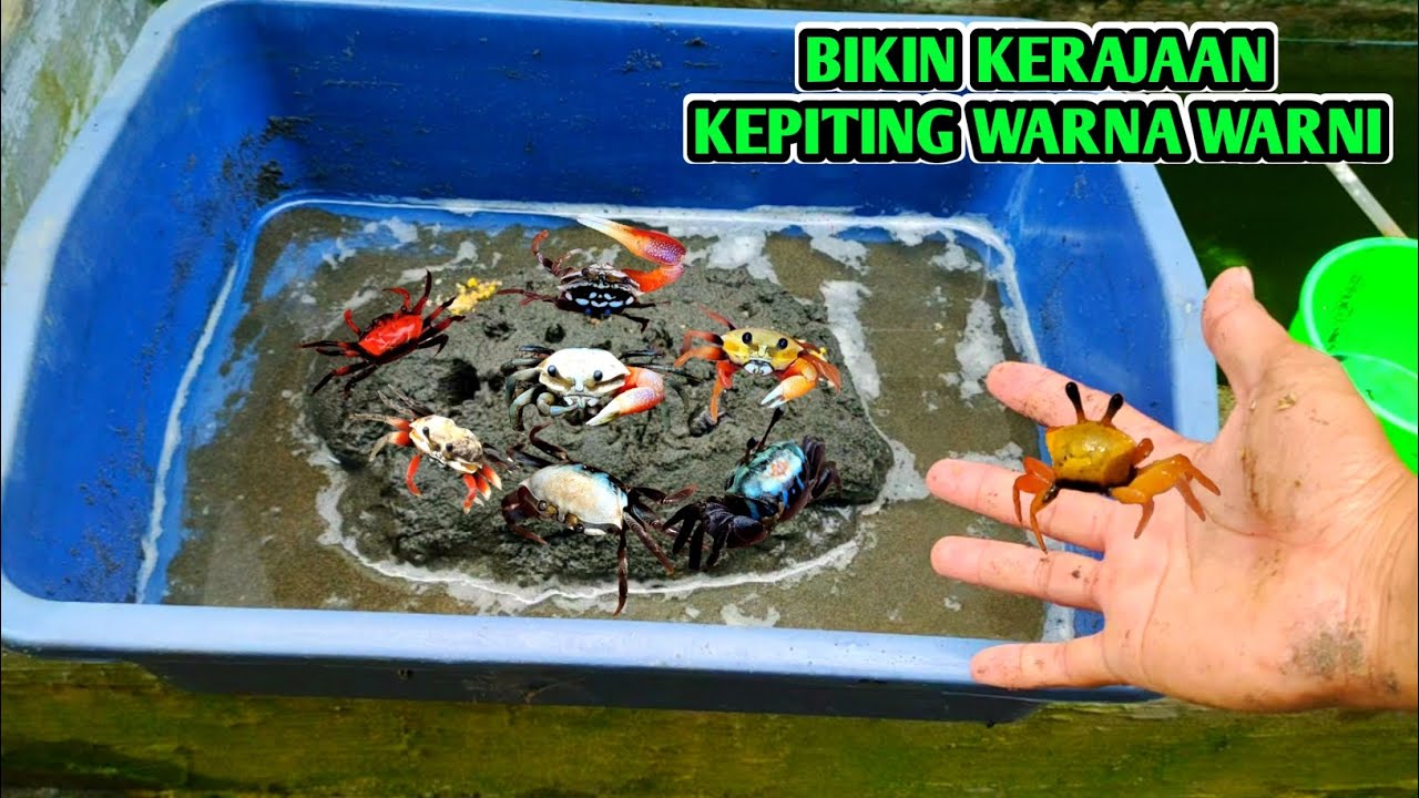 BIKIN KERAJAAN KEPITING WARNA WARNI DIRUMAH - YouTube