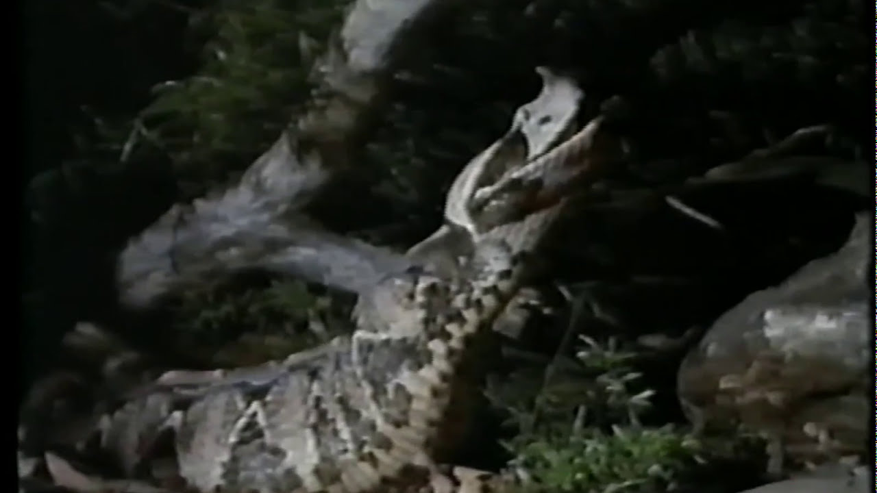 Snake vs Rat (Snake Attacking & Eating Huge Rat) - Schlange Frisst ...