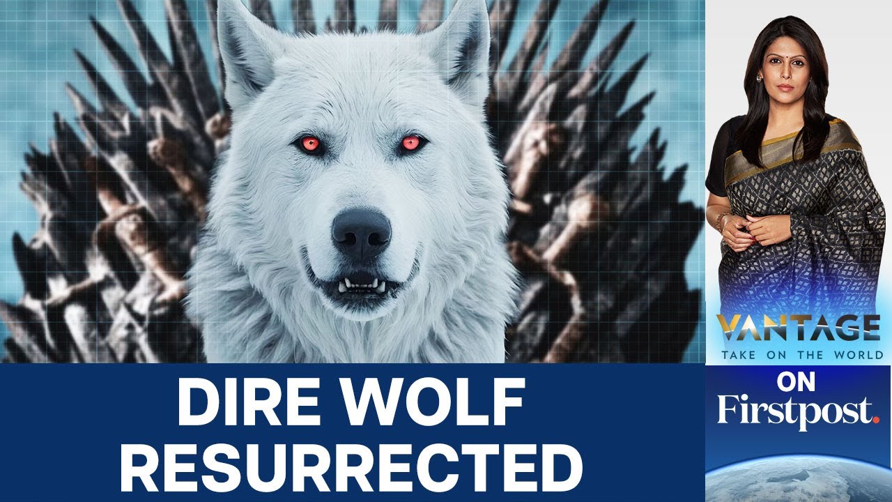 De-Extinction: Scientists Resurrect Dire Wolf that Died 12,500 Years ...