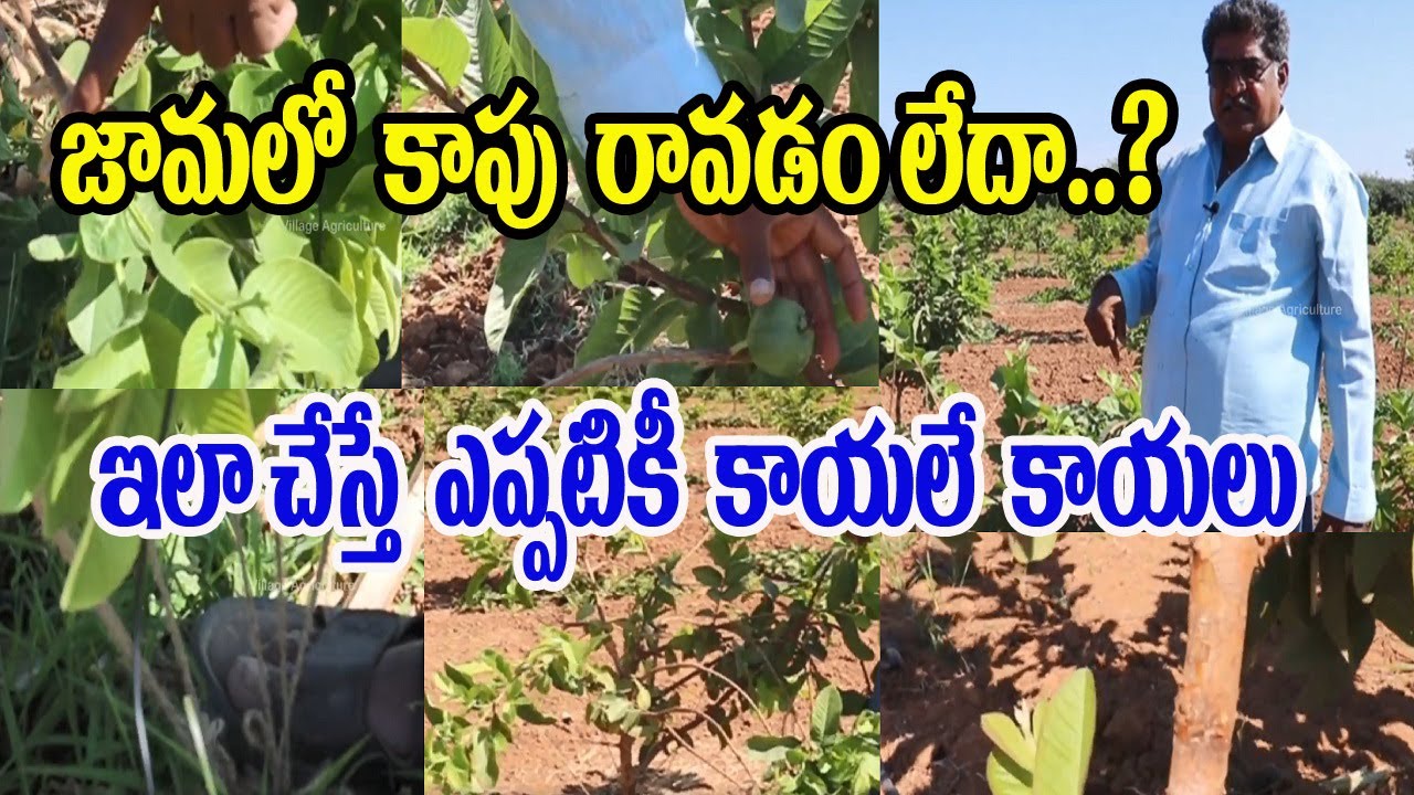 జామలో కాపు రాకుంటే ఇలా చేయండి | How To Grow Jama Fruit | Taiwan Guava ...