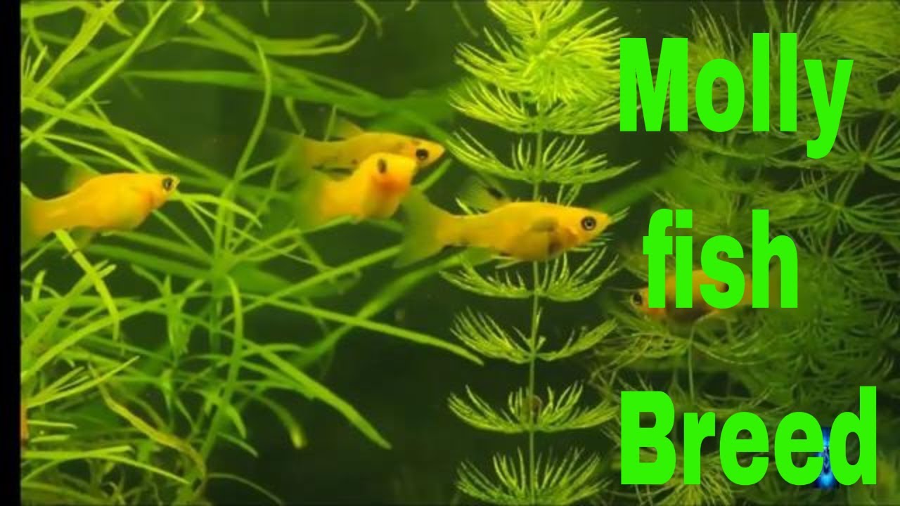Molly fish breeding - YouTube
