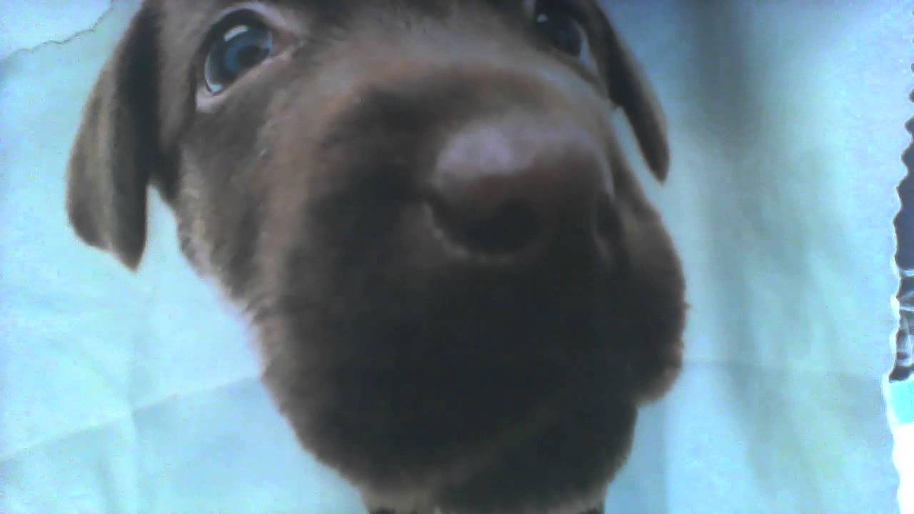 Dog thingy - YouTube