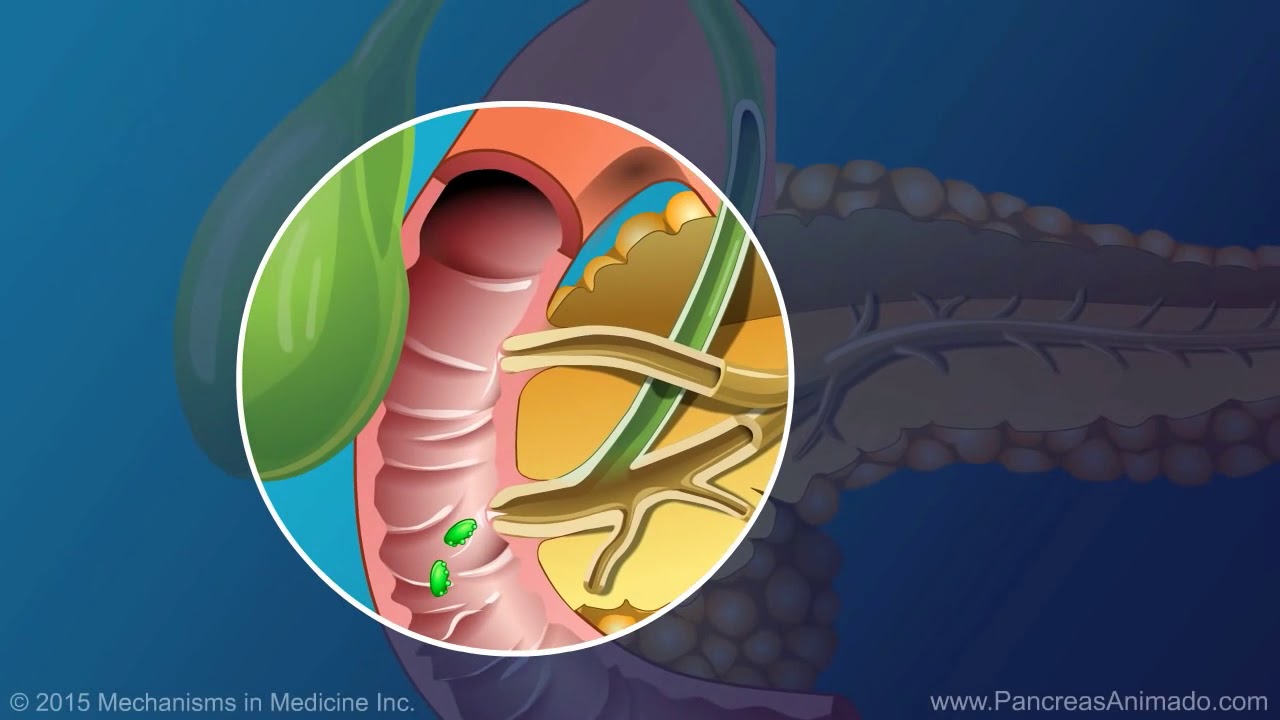 Función y anatomía del páncreas - YouTube
