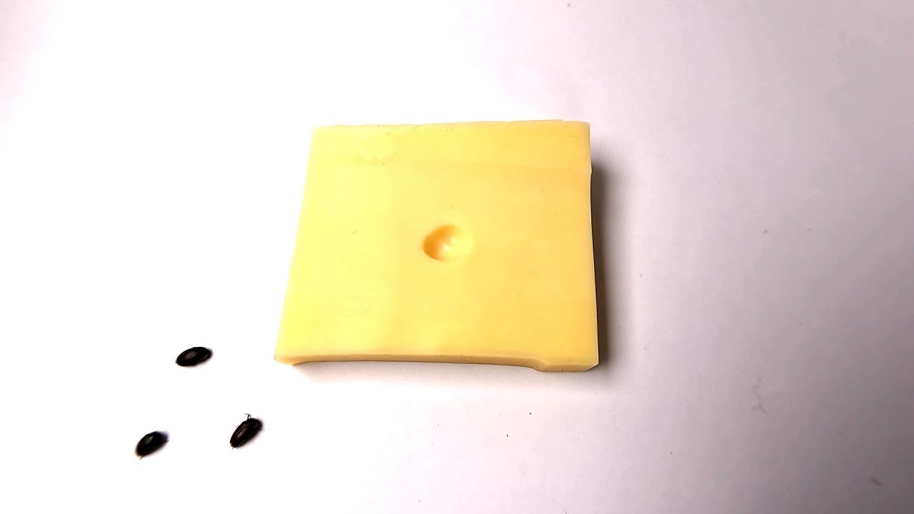 Flesh Eating Beetles VS Cheese Timelapse - YouTube
