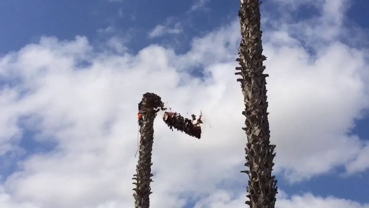 Palm Tree Fail - YouTube