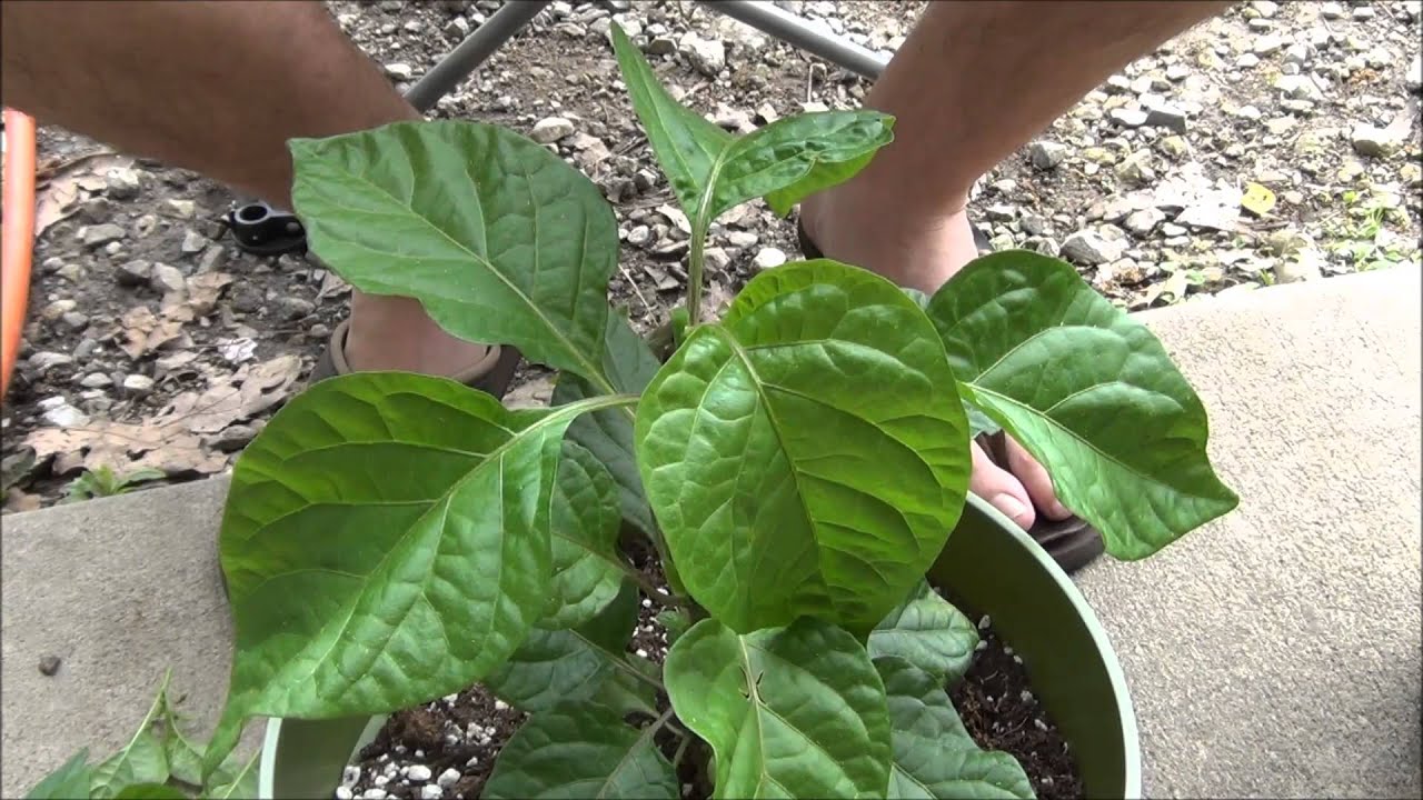 Growing super hot chili's 2014 Topping Trimming and FiM - YouTube