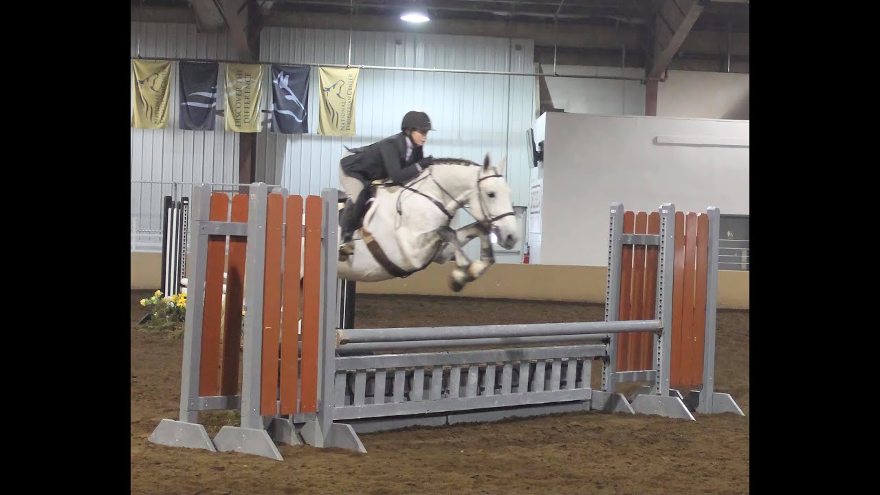 Capps Irish Charmer - Rated Hunters - Imported, Approved Irish Draught ...