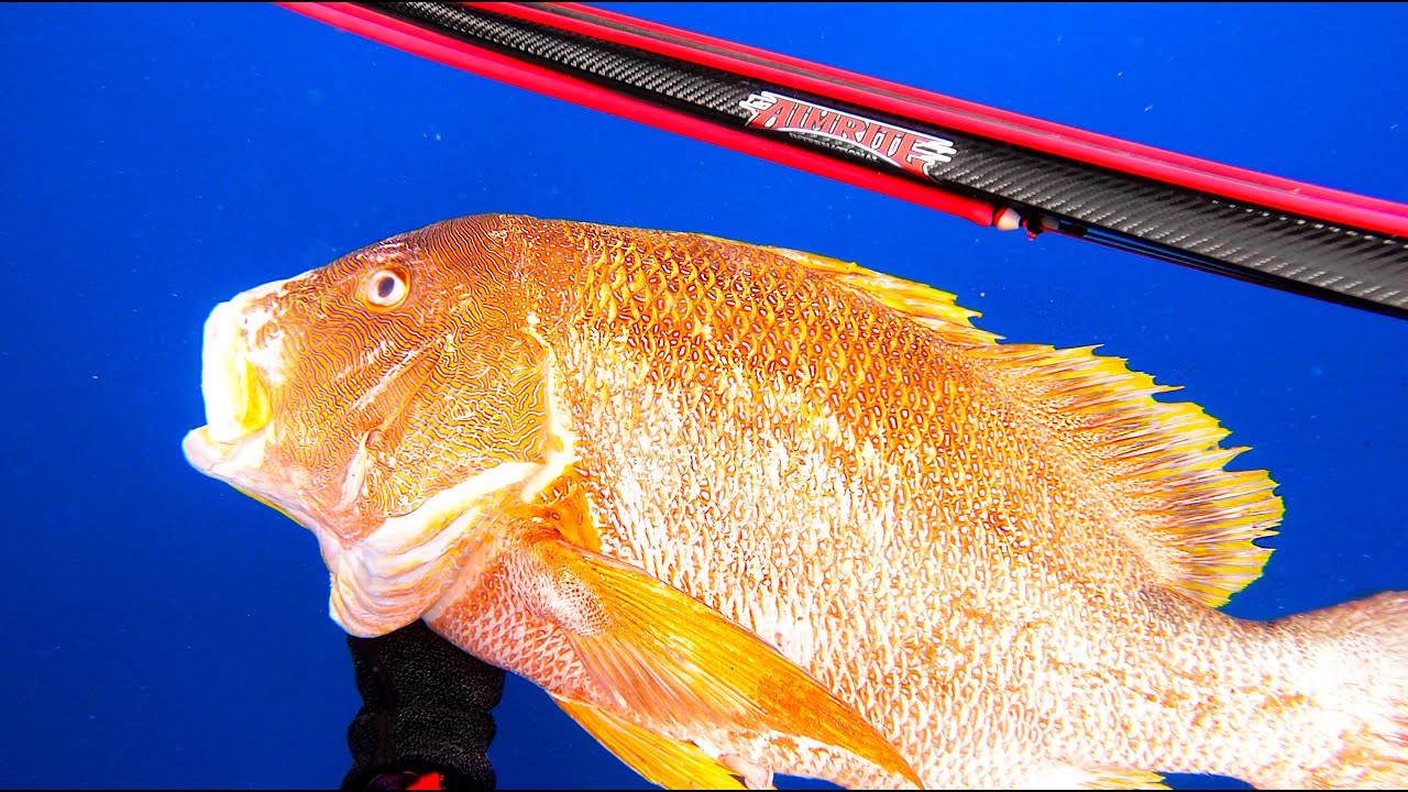 Spearfishing Fiji Kadavu Spearfishing the Outer Reef - YouTube