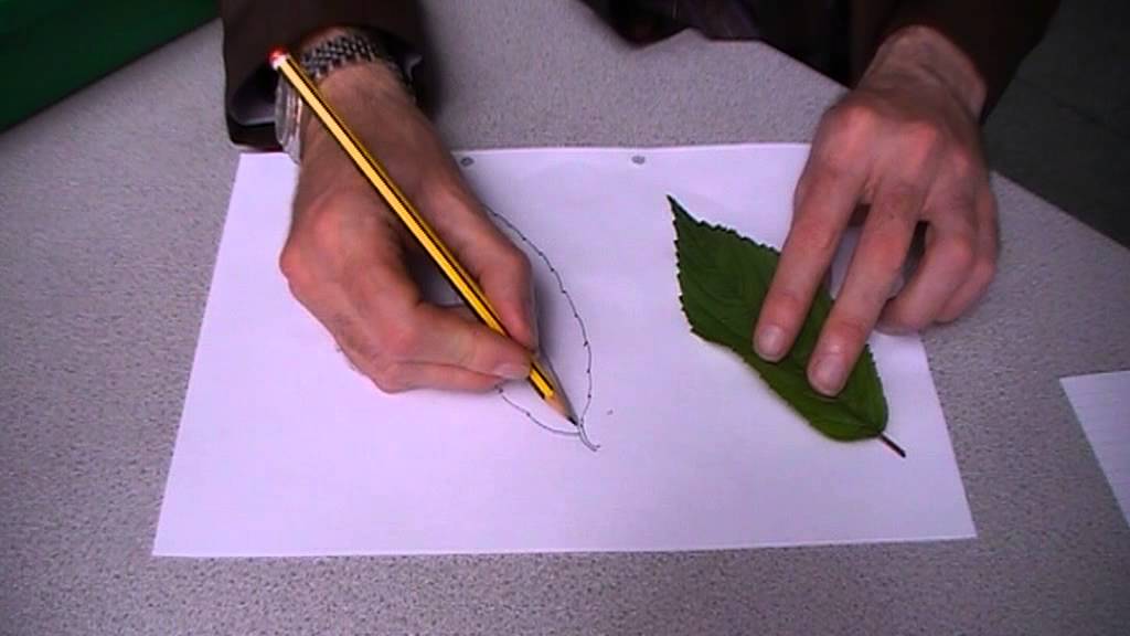 How to draw scientifically from nature. - YouTube
