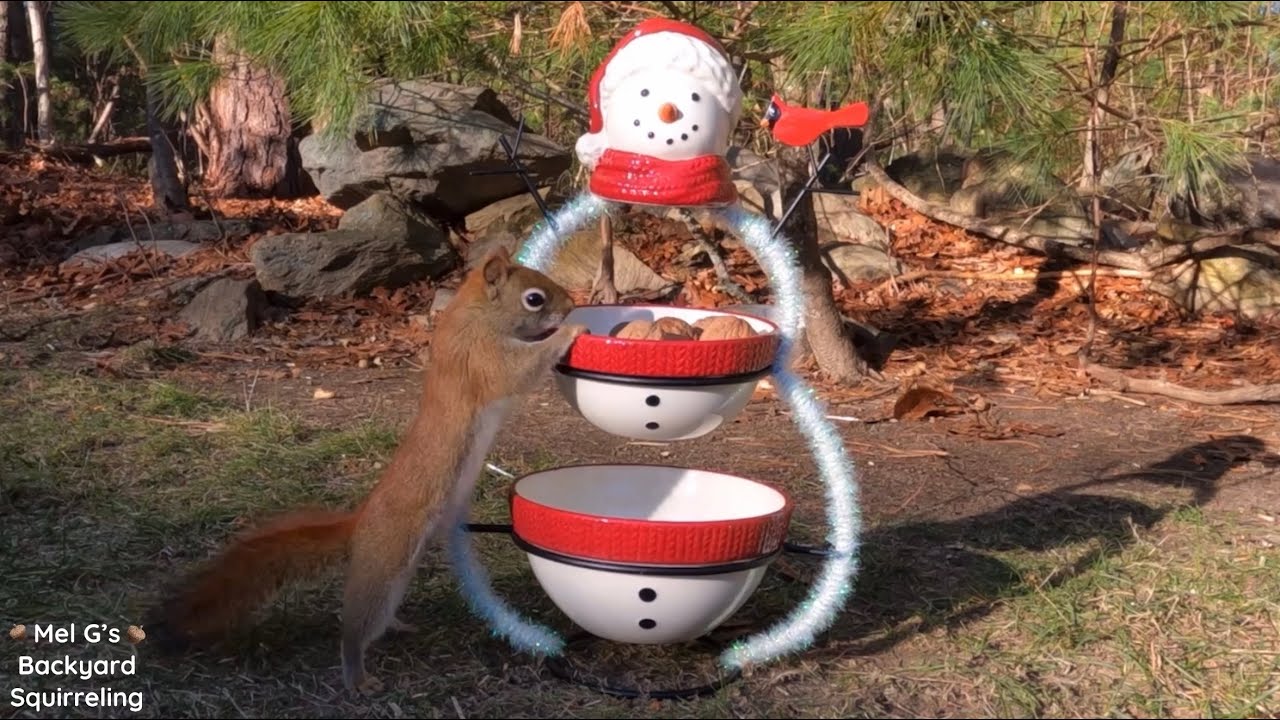 Squirrel Snowman ⛄️🐿️ - YouTube