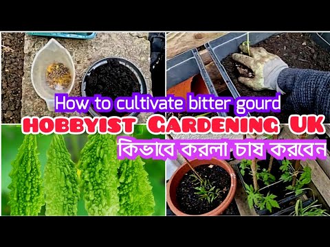 Bitter gourd: How to grow bitter gourd in a container / Karela ...