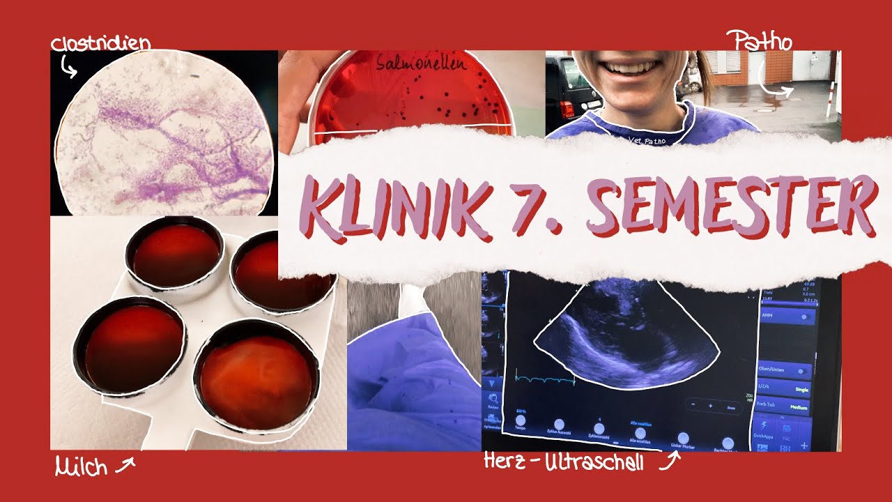 Kinik im 7. Semester & neue Ausbildung // Tiermedizin-Vlog🐮 ️ - YouTube