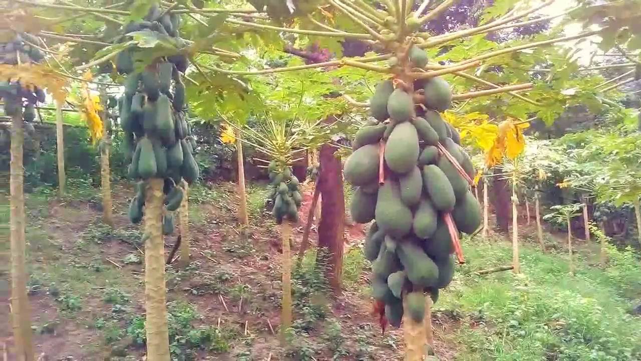 Papaya Farming in Bangladesh | Success Farmer in Papaya Cultivation ...