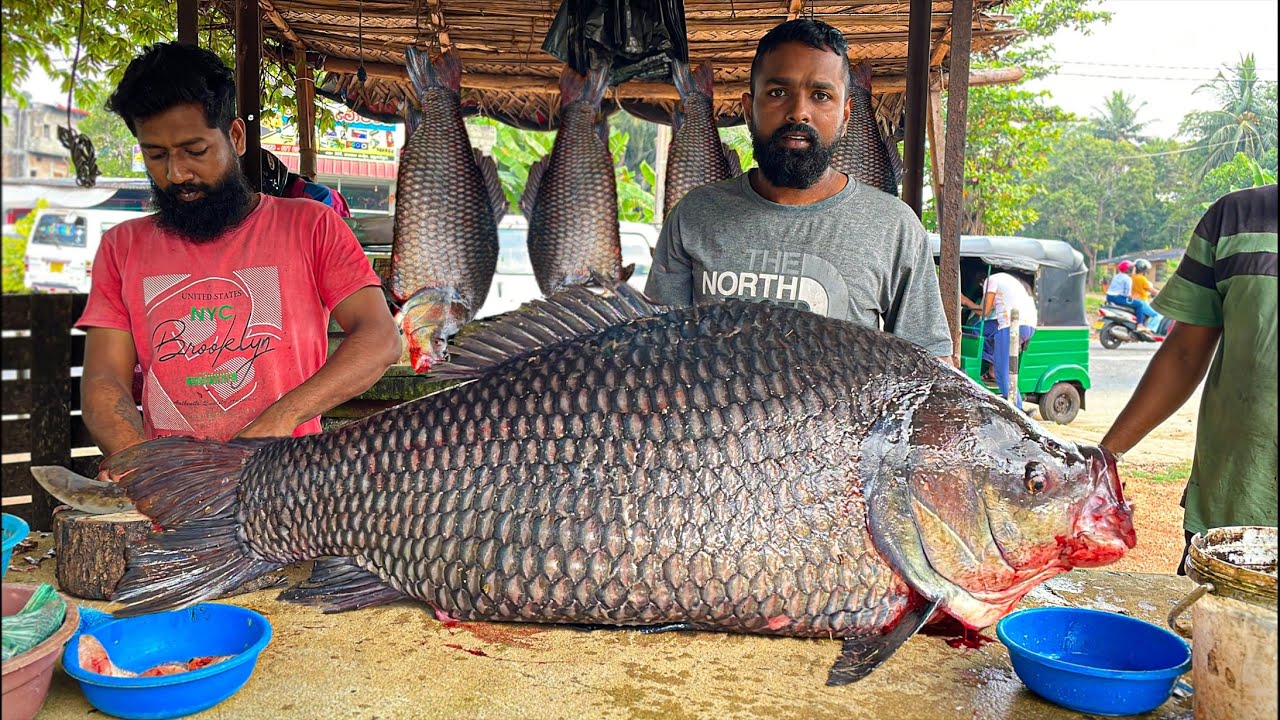 Never seen! Live 50Kg Big Calta Fish Cutting In Village Sri Lanka ...