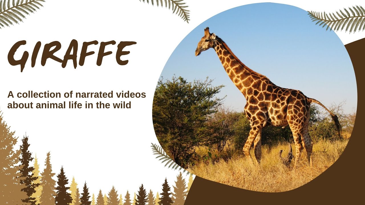 Giraffe | Giraffe Cartoon | Giraffe Movie | Giraffe Drama | Giraffe ...