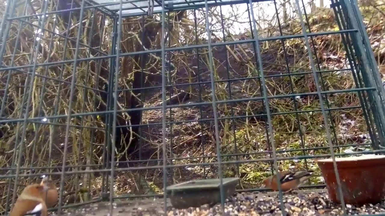 More Live Nature, Live Stream - YouTube