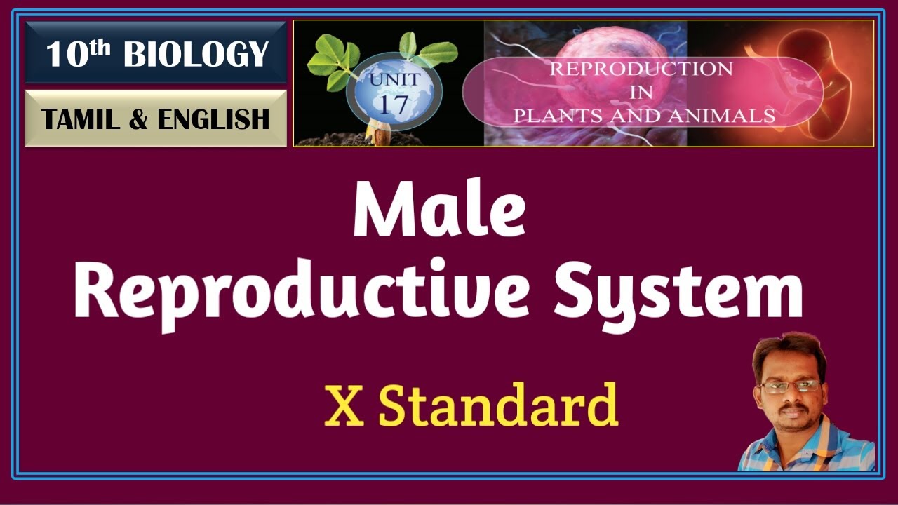 10th Std UNIT 17 Male Reproductive System - YouTube