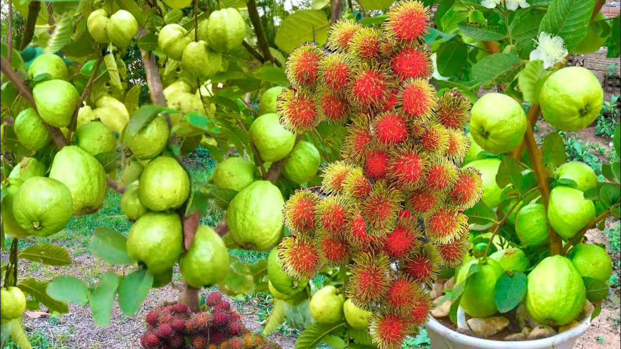 Unique Techniques: How to grafting guava tree with Rambutan Get two ...